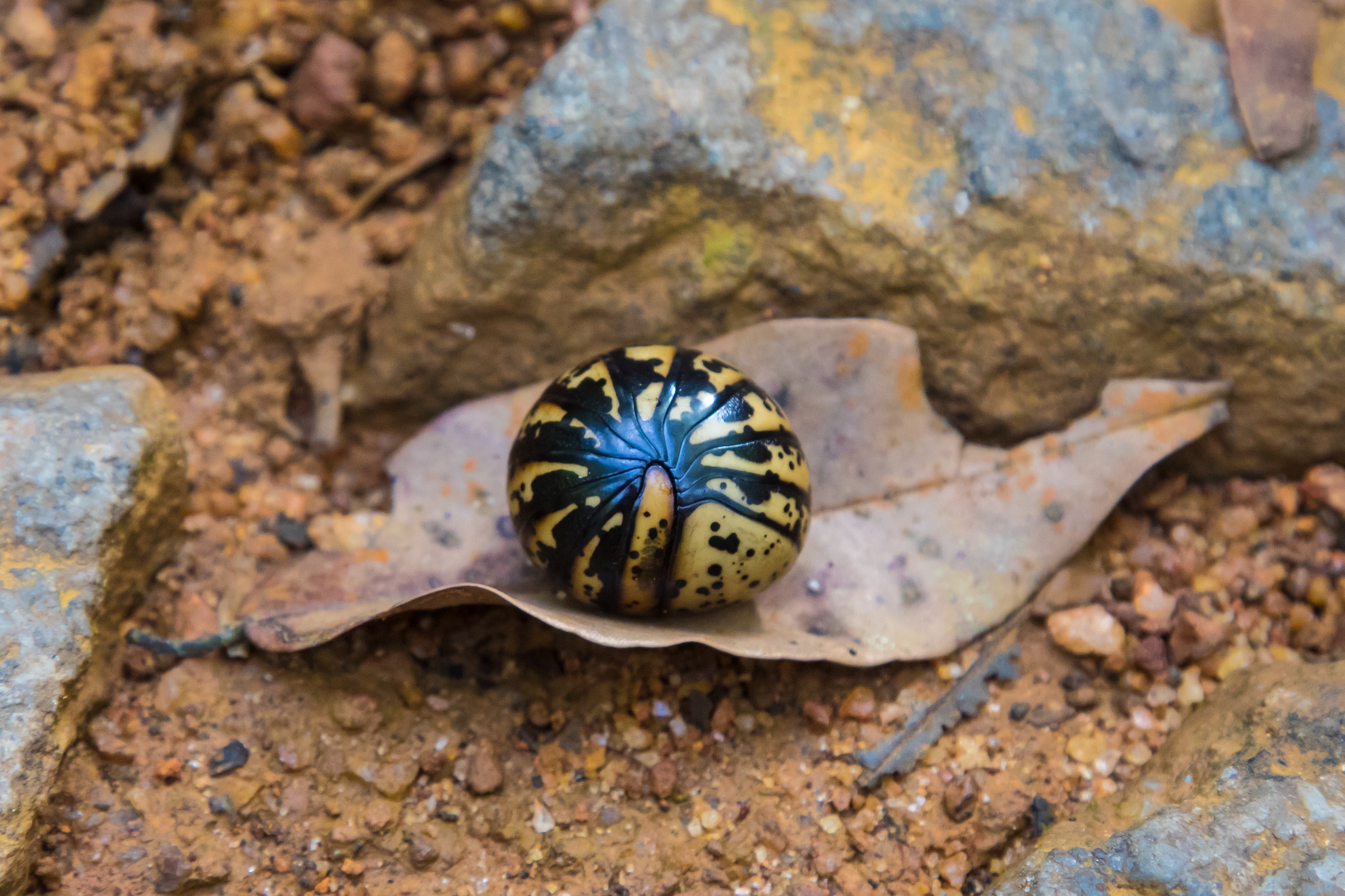 Sri Lanka Wildlife Photography Tour - Wild Images