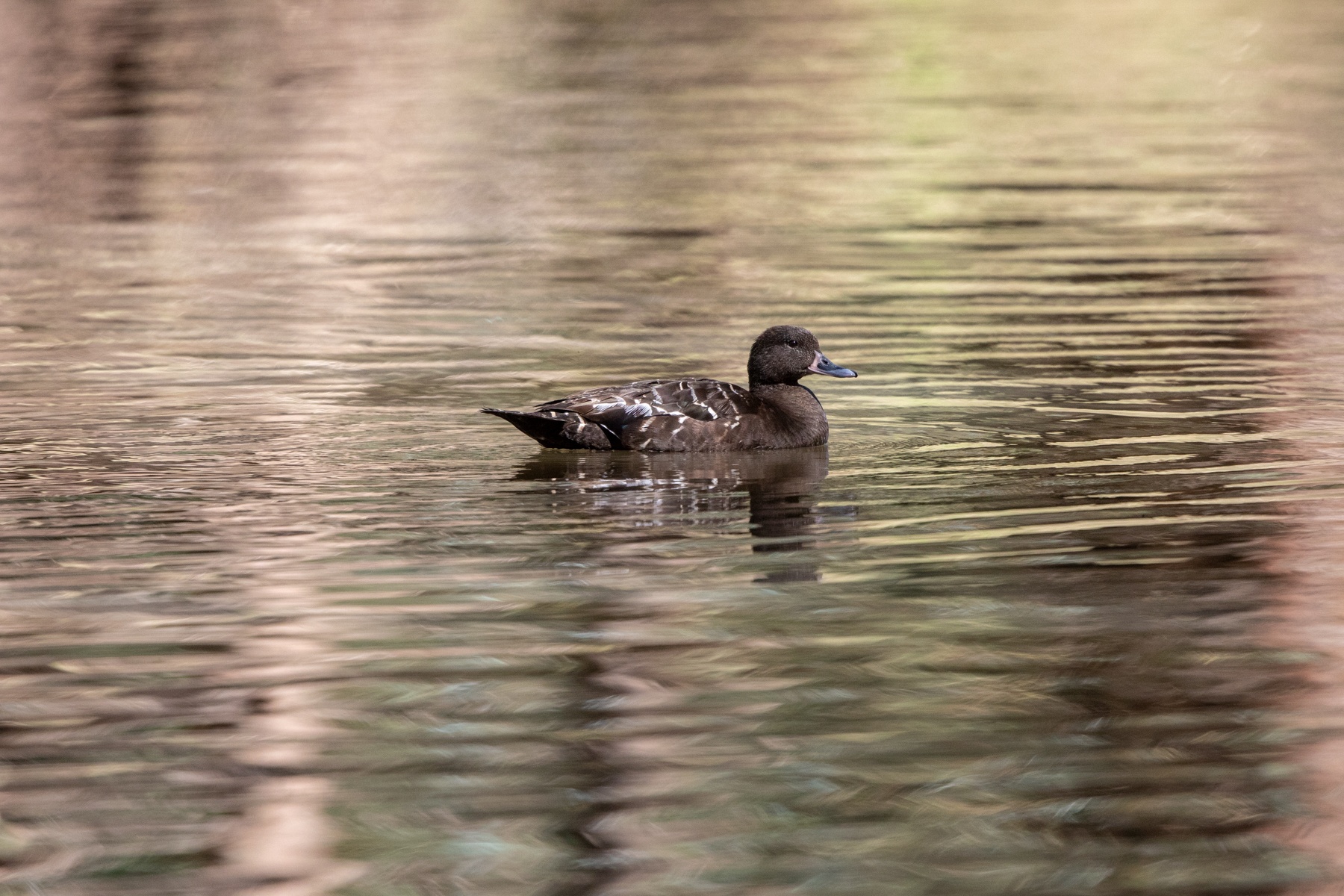 Wild Images Photography Tours | Ethiopia Wildlife Photography Tours ...