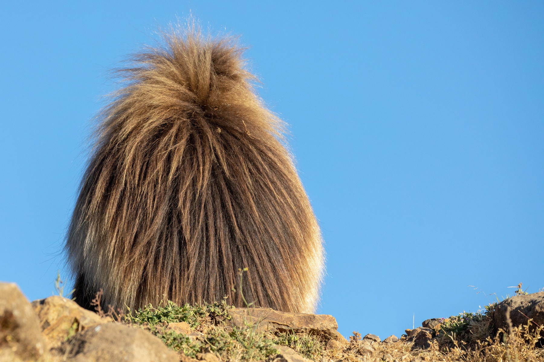 Wild Images Photography Tours | Ethiopia Wildlife Photography Tours ...