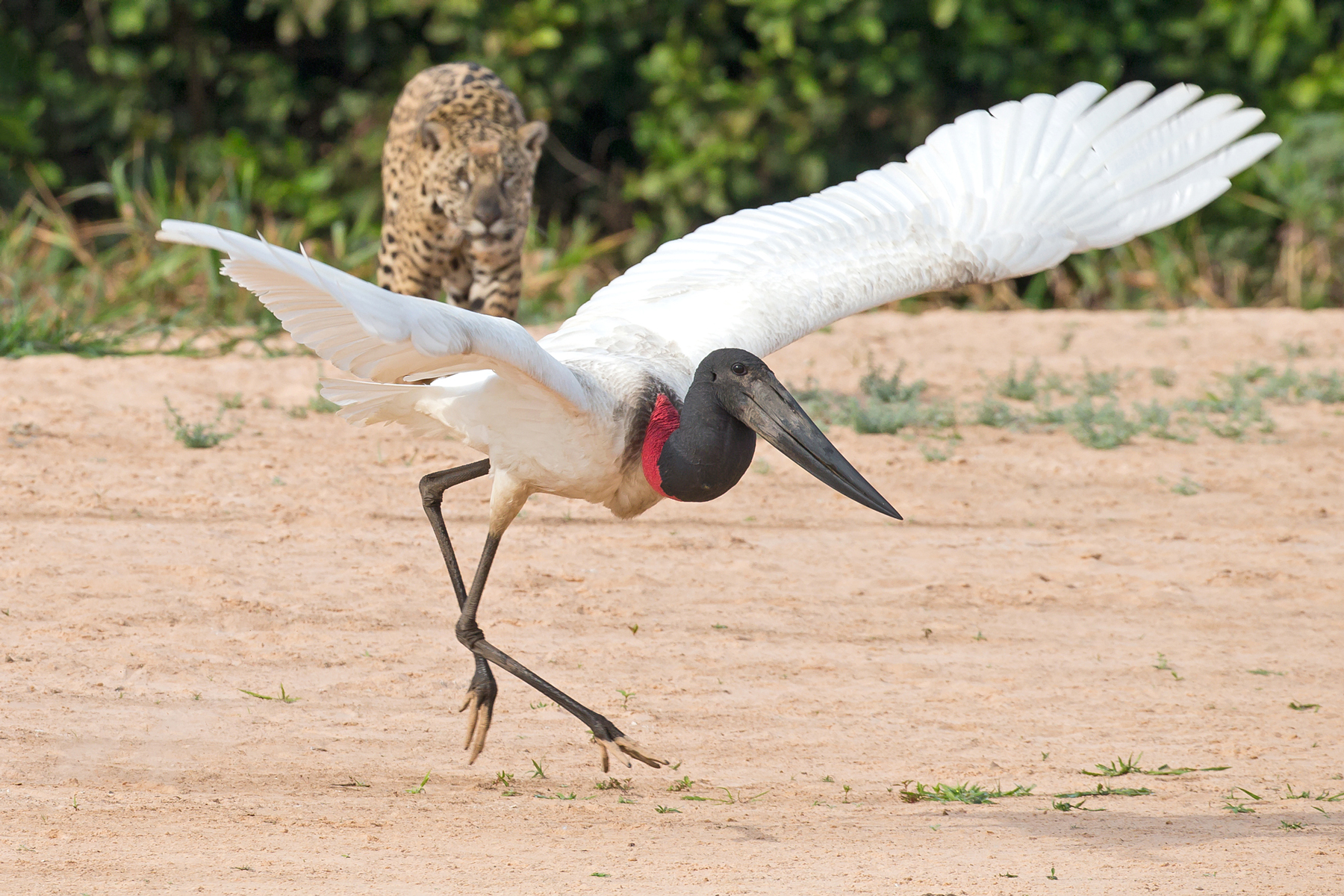 Wild Images Photography Tours | Brazil Wildlife Photography Tours ...