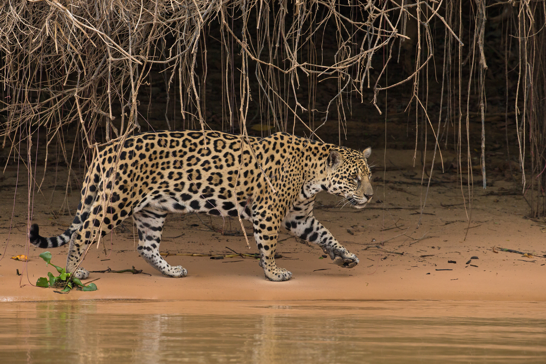 Wild Images Photography Tours | Brazil Wildlife Photography Tours ...