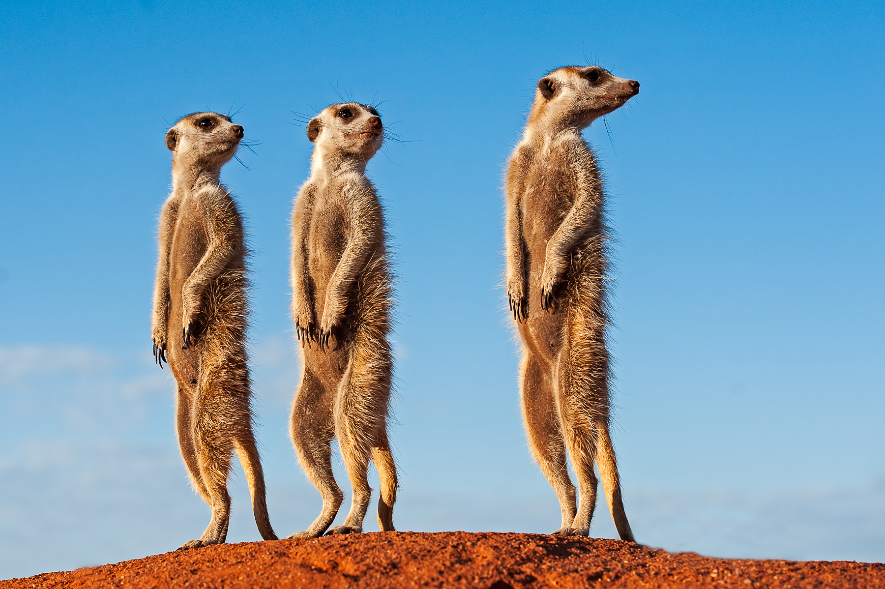 South Africa & Botswana: The Ultimate Wildlife Photography Tour