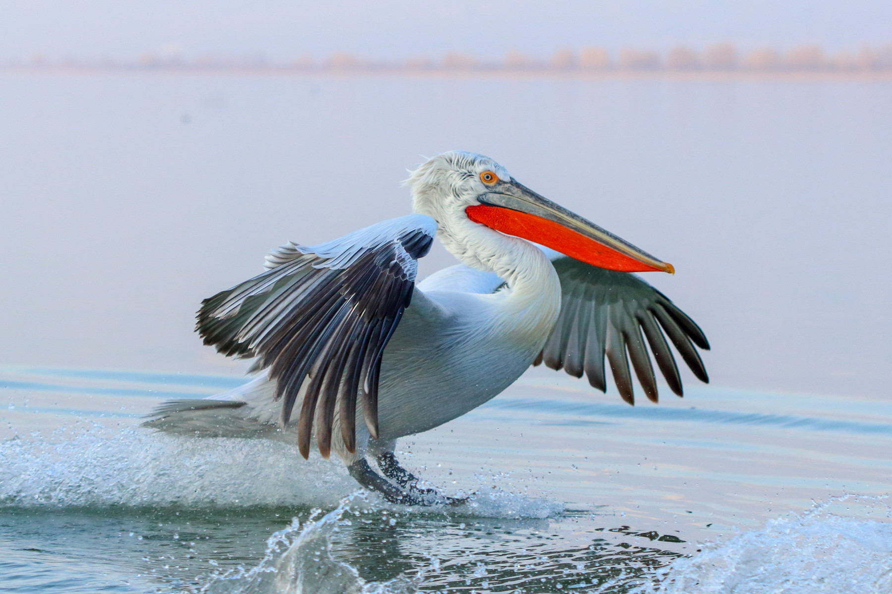 Pelicans of Kerkini Photography Tour - Northern Greece - Wild Images