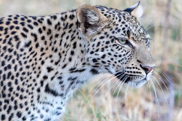 Spot the Difference! An easy guide to Leopard identification - Wild ...
