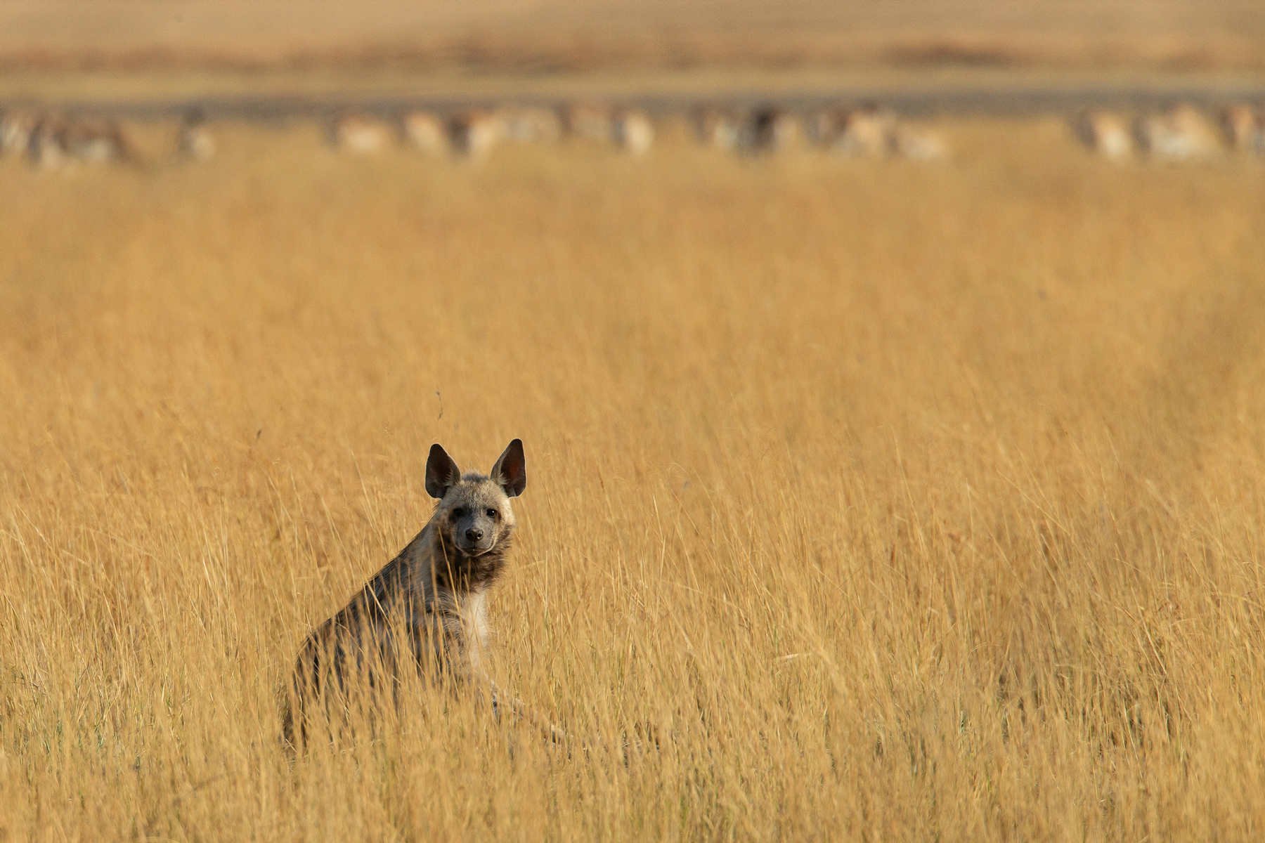 Striped Hyenas in Gujarat, India - Wildlife Photography - Wild Images