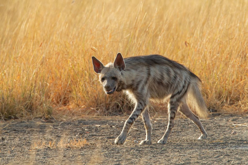 Striped Hyenas in Gujarat, India - Wildlife Photography - Wild Images