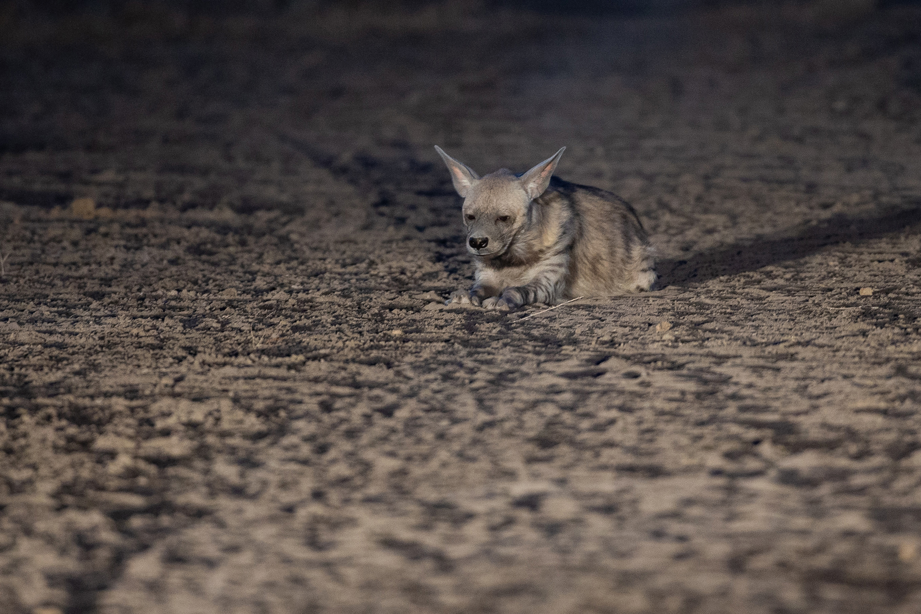 Striped Hyenas in Gujarat, India - Wildlife Photography - Wild Images