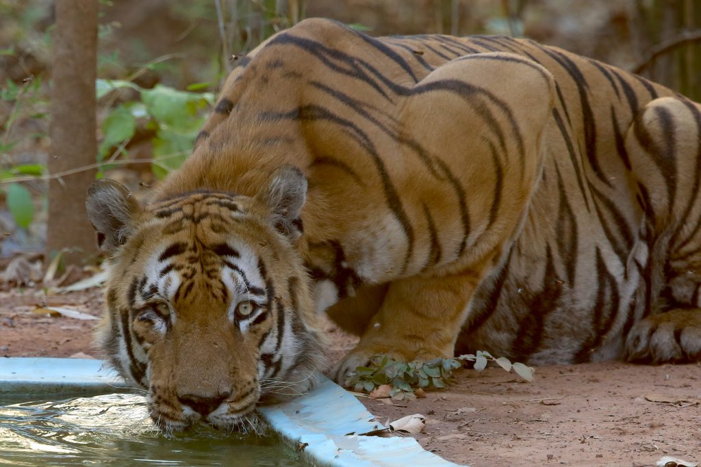 A Tale of Three Tigresses - Sonam - Wild Images Photography Tours