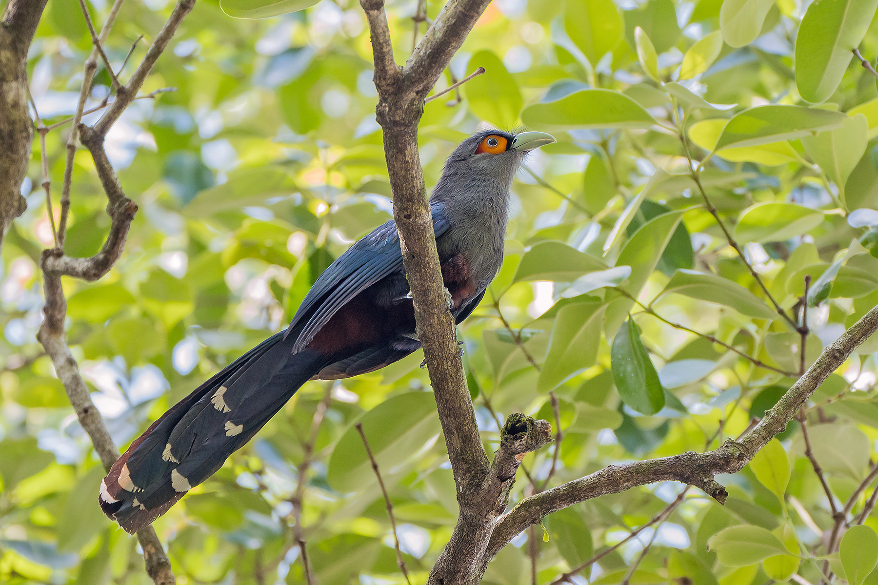 Thailand Bird Photography Tour - Pheasants - Pittas - Wild Images