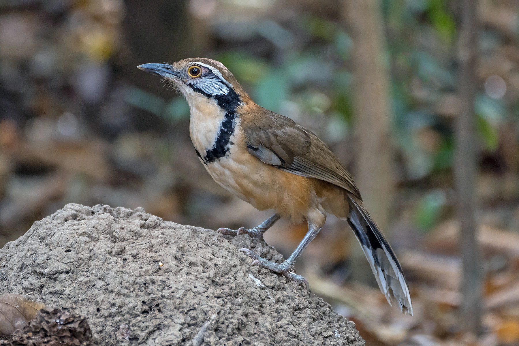 Thailand Bird Photography Tour - Pheasants - Pittas - Wild Images