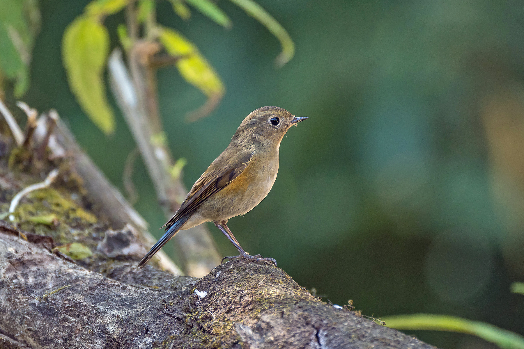 Thailand Bird Photography Tour - Pheasants - Pittas - Wild Images
