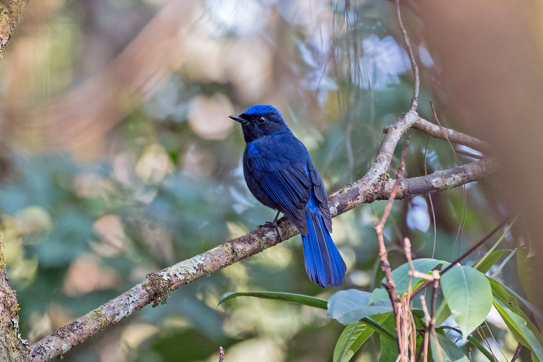 Thailand Bird Photography Tour - Pheasants - Pittas - Wild Images