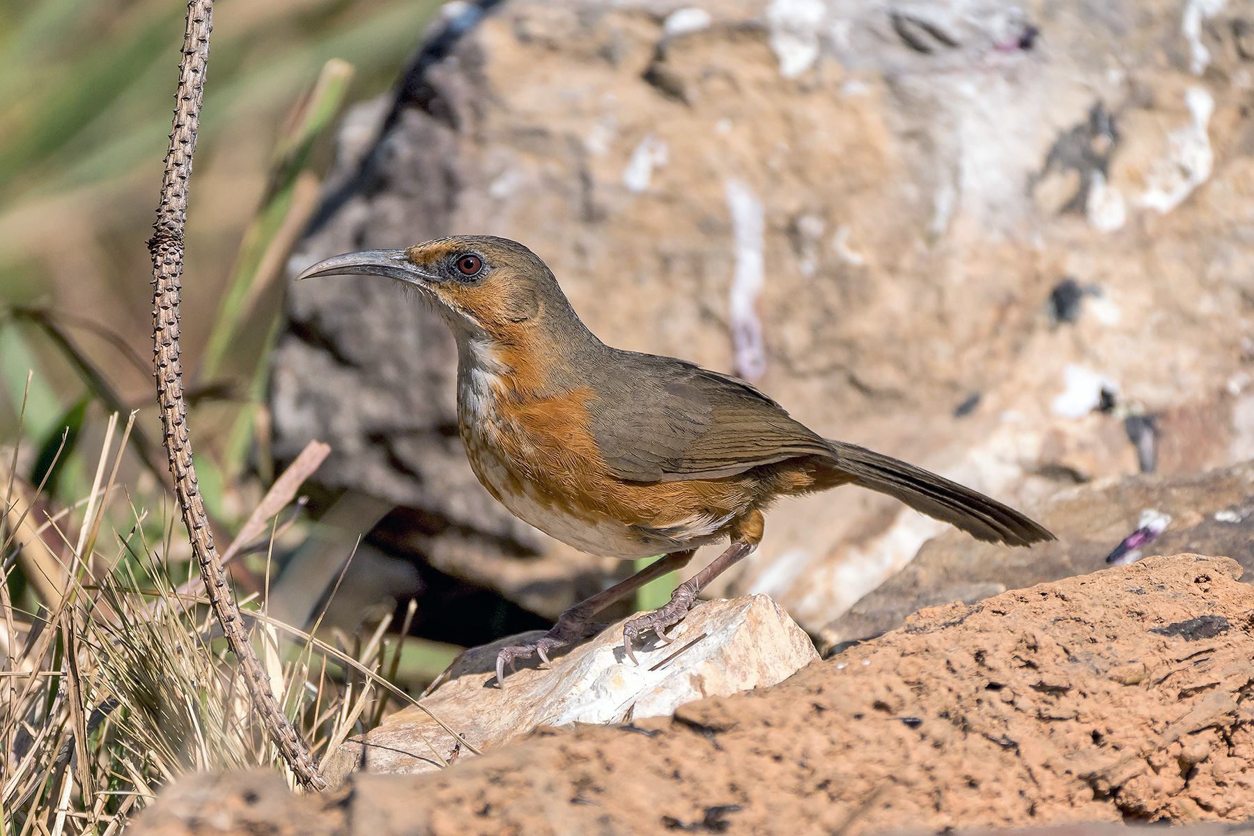 Thailand Bird Photography Tour - Pheasants - Pittas - Wild Images