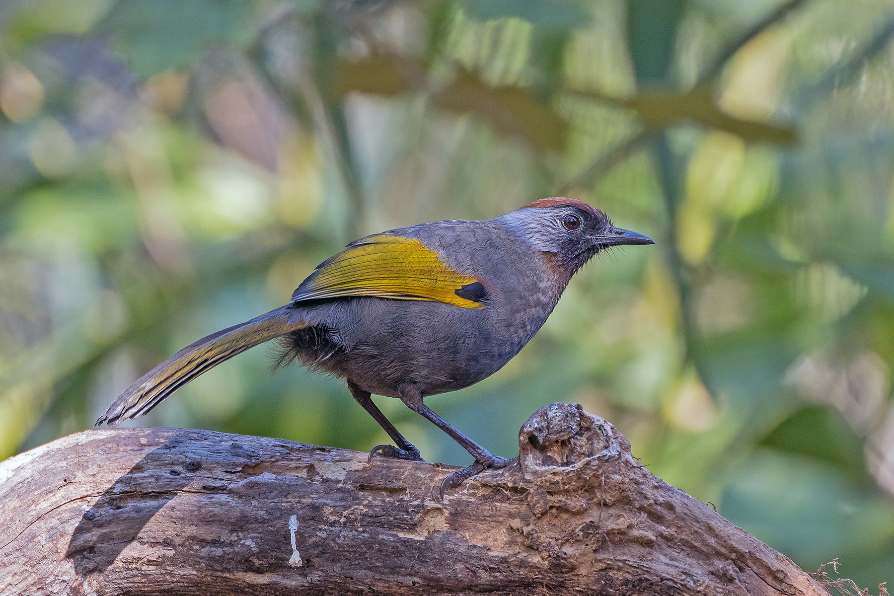 Thailand Bird Photography Tour - Pheasants - Pittas - Wild Images