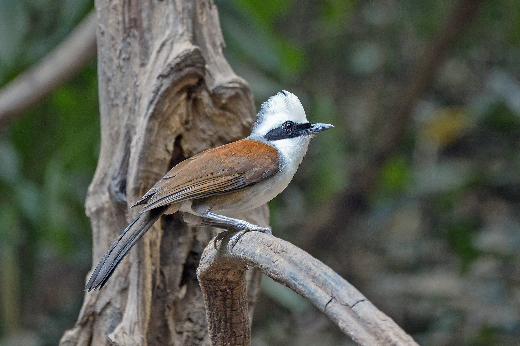 Thailand Bird Photography Tour - Pheasants - Pittas - Wild Images
