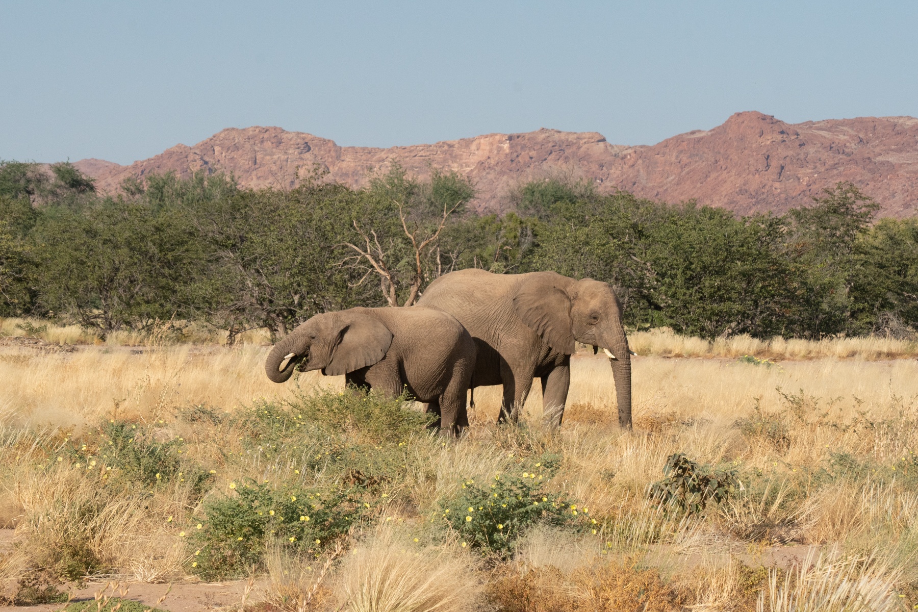Wild Images Photography Tours | Namibia Photo Tours - Namibia Wildlife ...