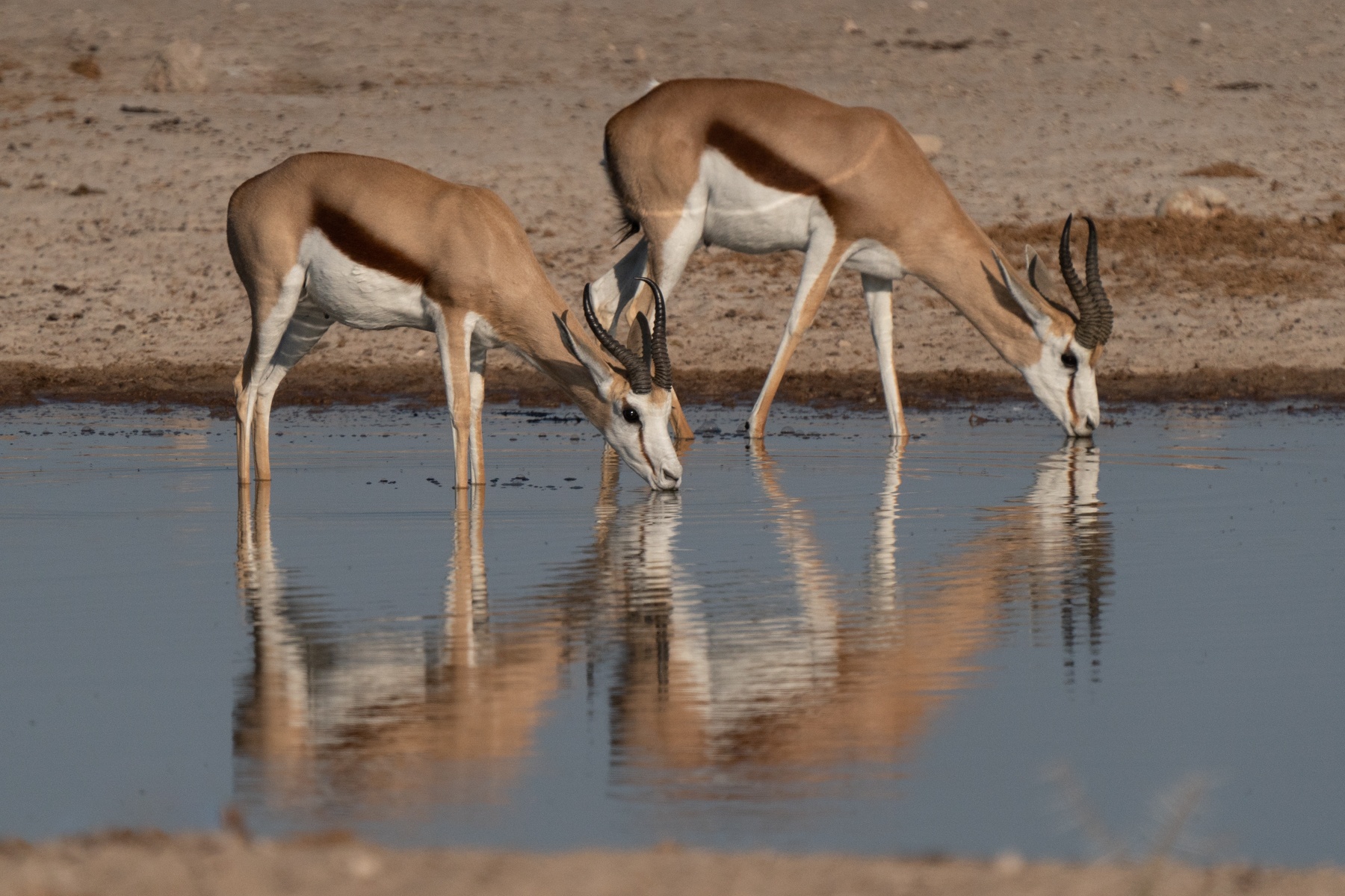 Wild Images Photography Tours | Namibia Photo Tours - Namibia Wildlife ...