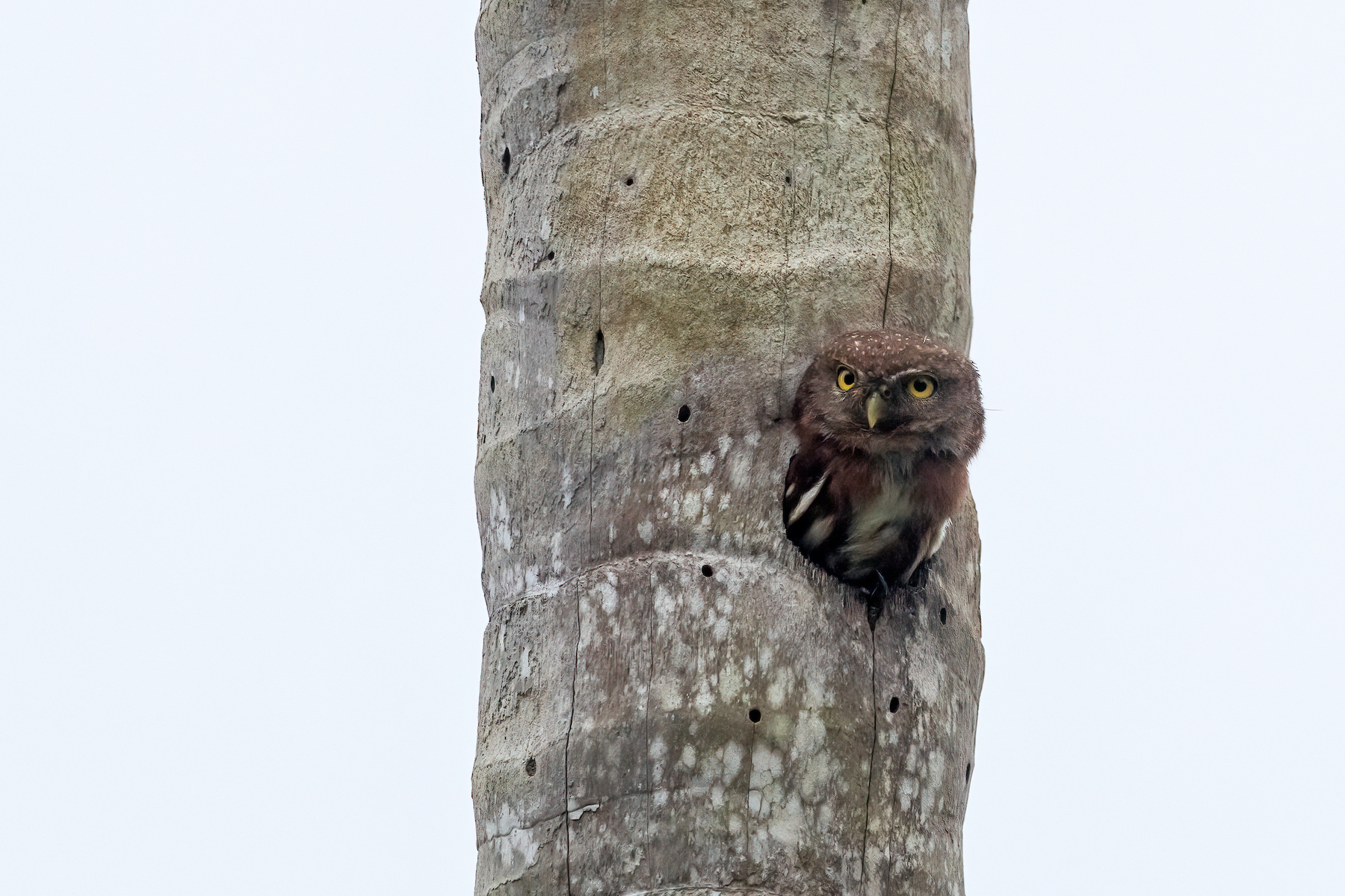 Wild Images Photography Tours | Wildlife photography tours in Costa Rica