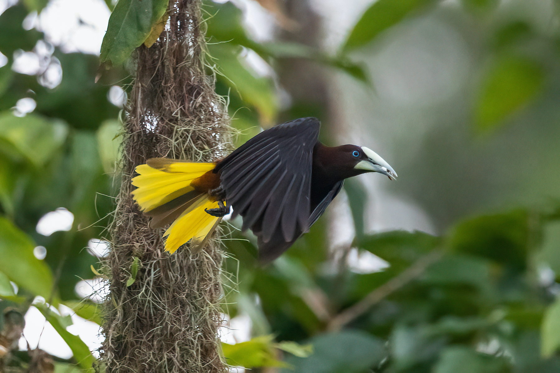 Wild Images Photography Tours | Wildlife photography tours in Costa Rica