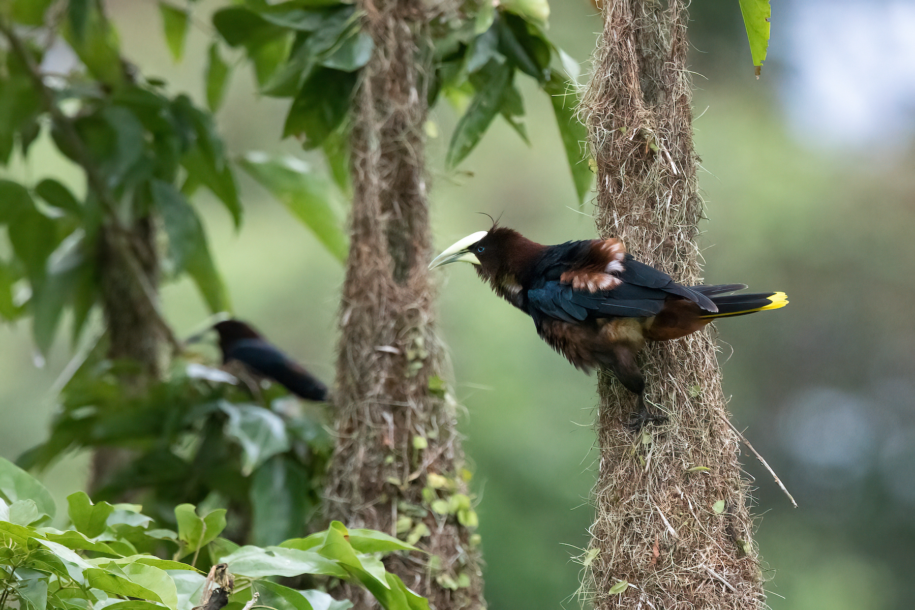 Wild Images Photography Tours | Wildlife photography tours in Costa Rica