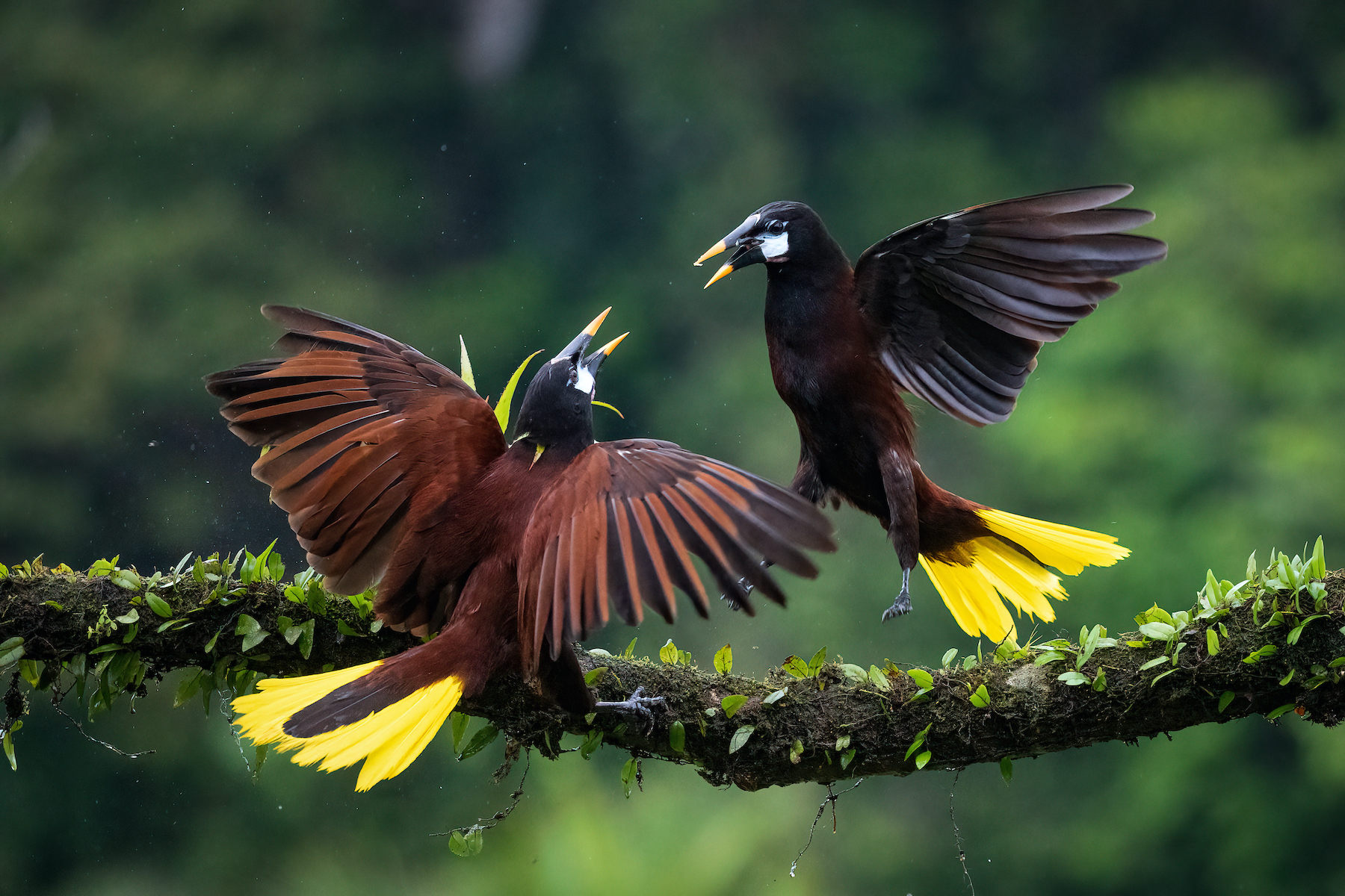 Wild Images Photography Tours | Wildlife photography tours in Costa Rica
