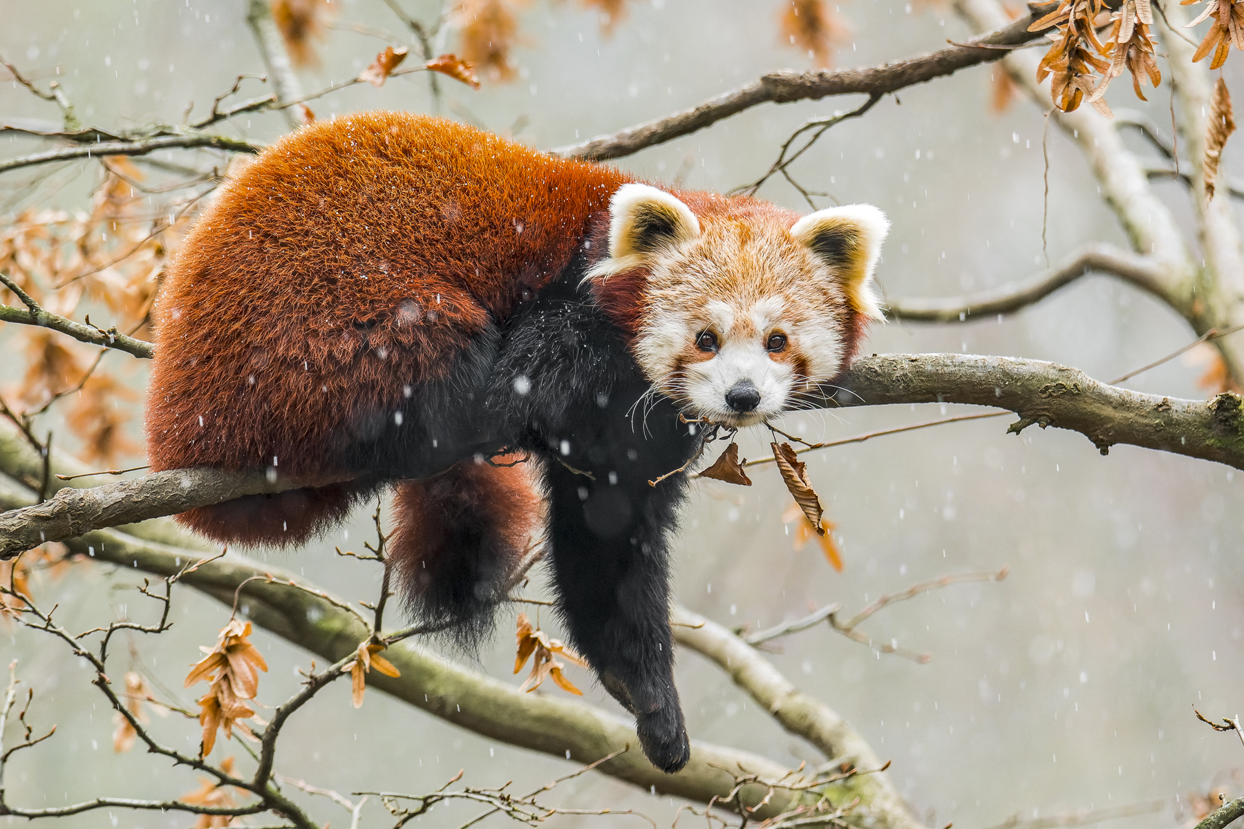 Indian Red Panda Red Panda Birth Brings Cheer In Darjeeling The Indian Red Panda Red Panda Birth Brings Cheer In Darjeeling The