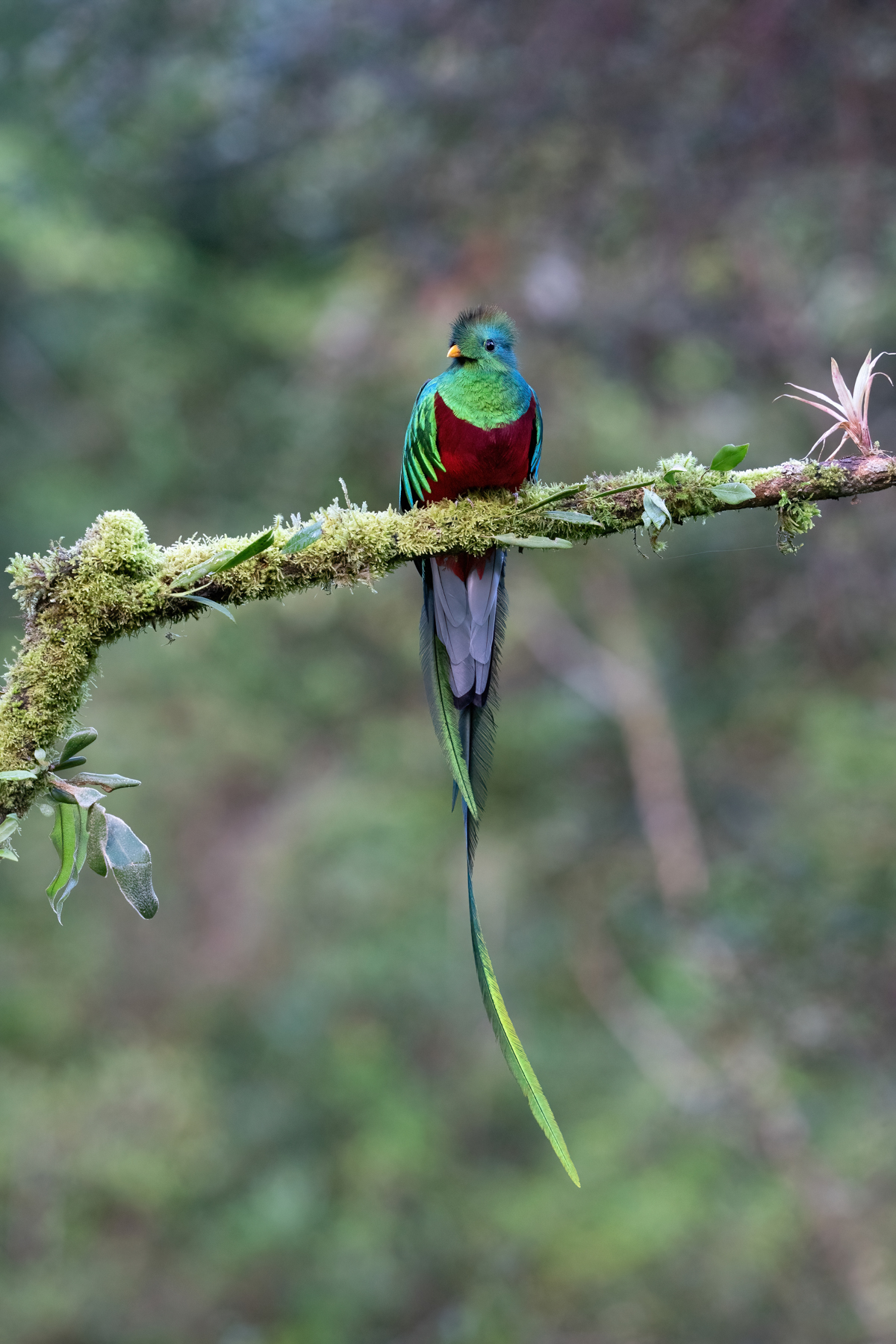 Wild Images Photography Tours | Wildlife photography tours in Costa Rica