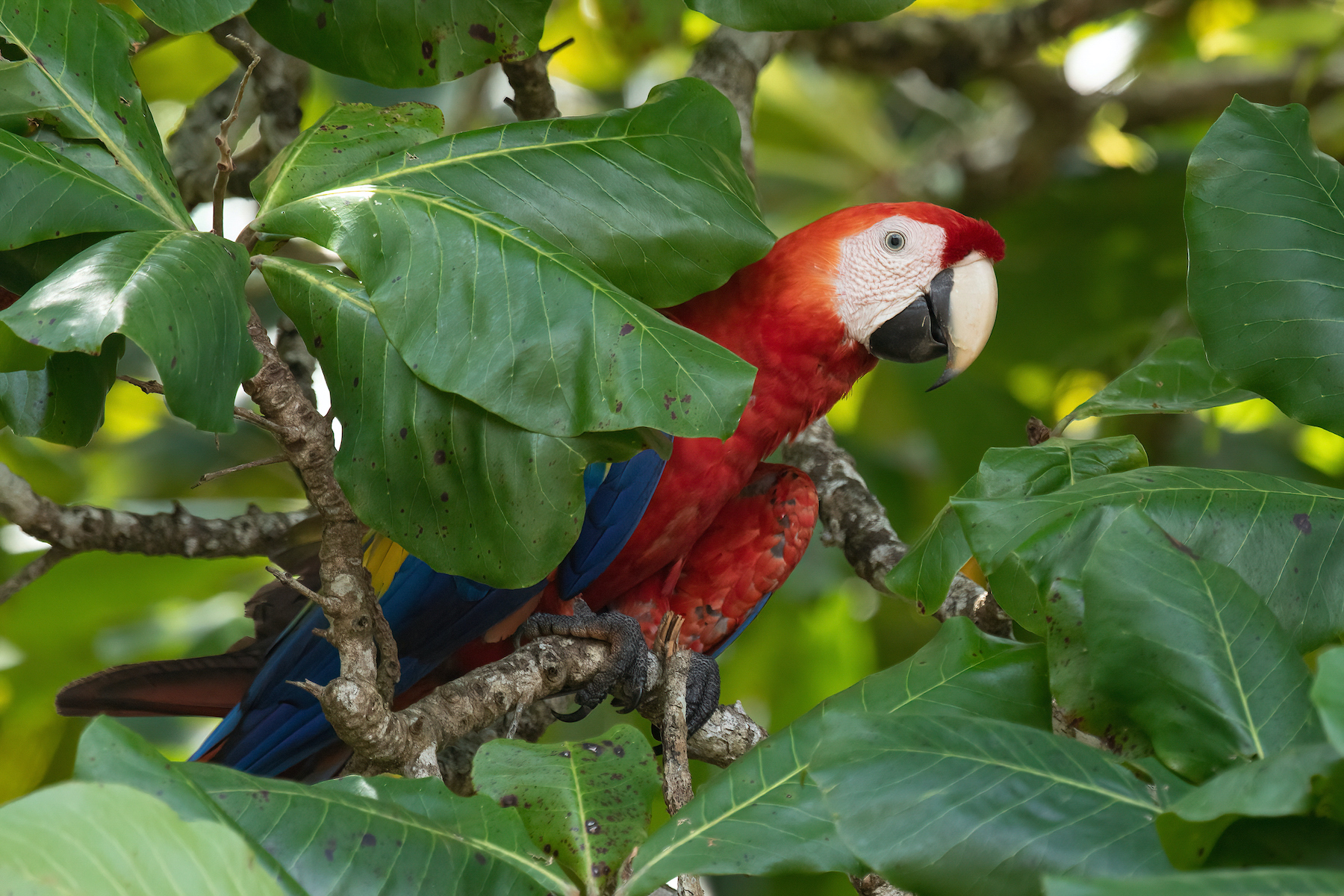 Wild Images Photography Tours | Wildlife photography tours in Costa Rica