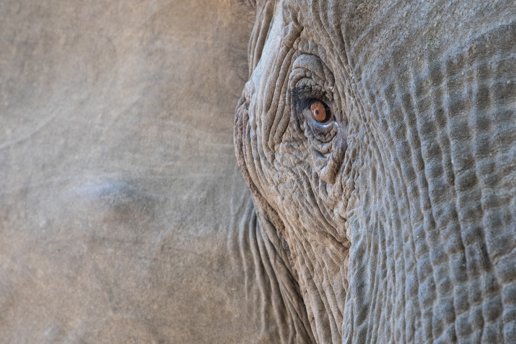 Wild Images Photography Tours | South Luangwa Photography Tour - Wild ...