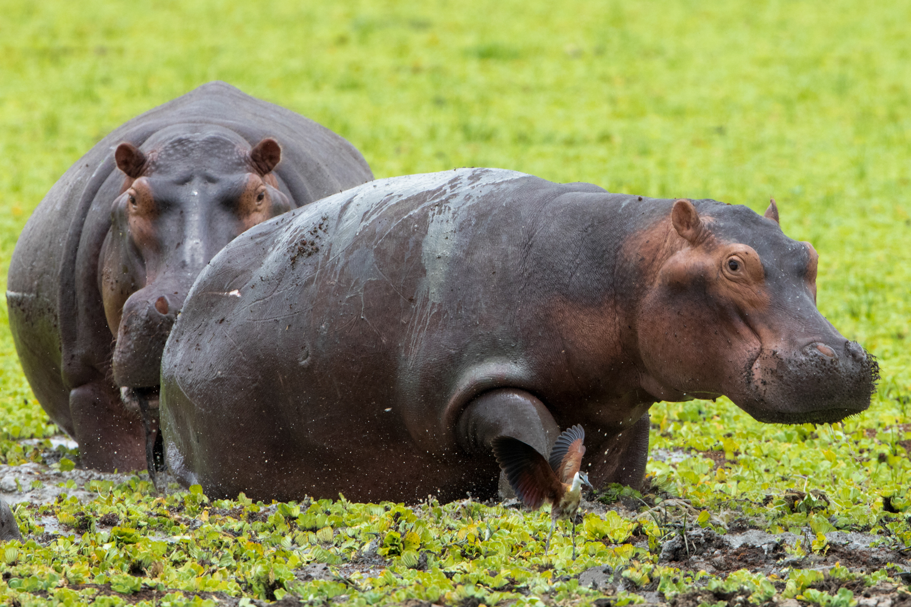 Wild Images Photography Tours | South Luangwa Photography Tour - Wild ...