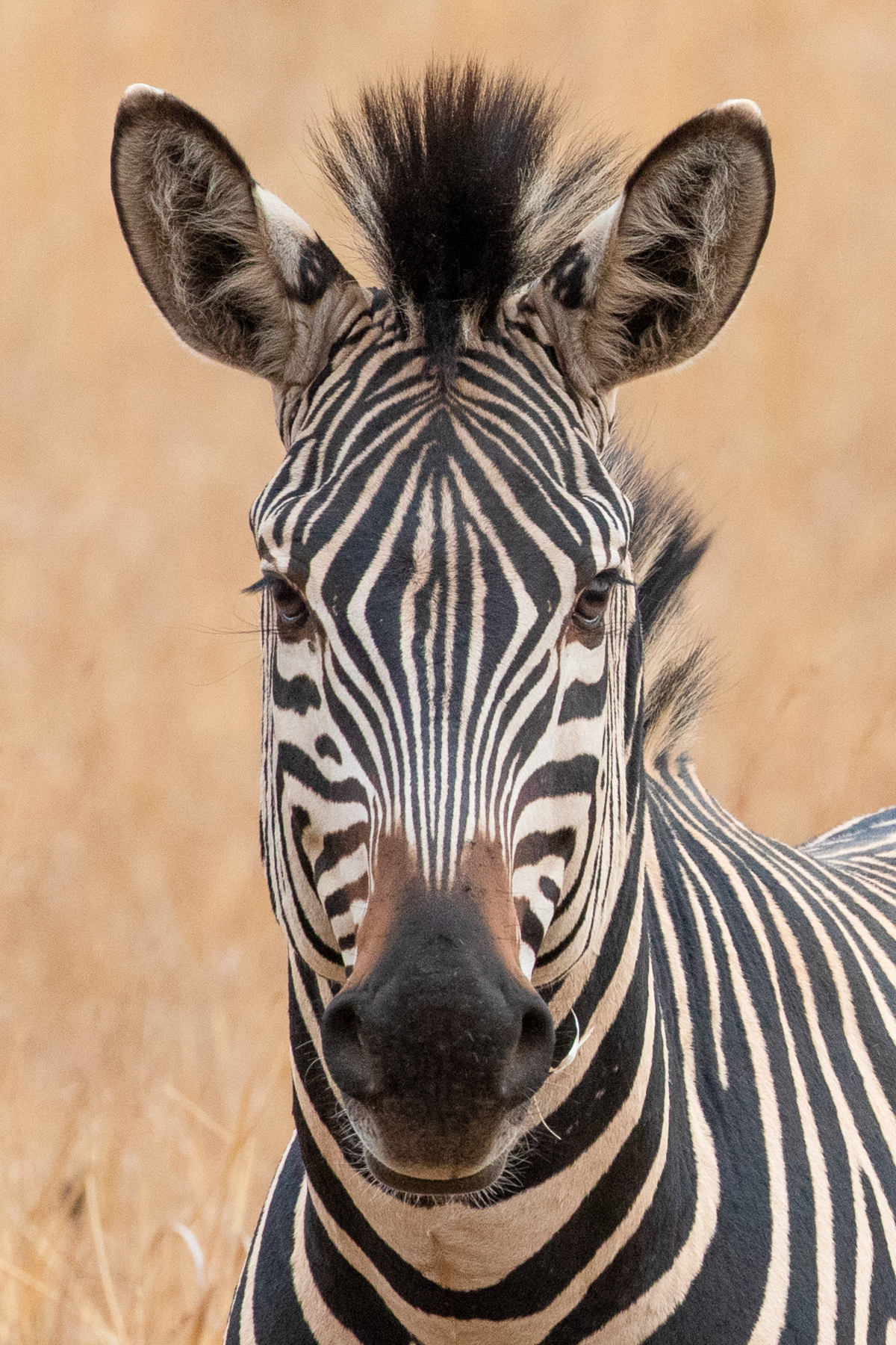 Wild Images Photography Tours | South Luangwa Photography Tour - Wild ...
