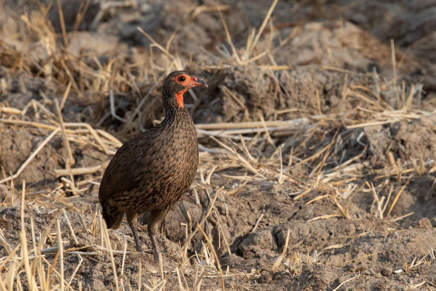 Wild Images Photography Tours | South Luangwa Photography Tour - Wild ...