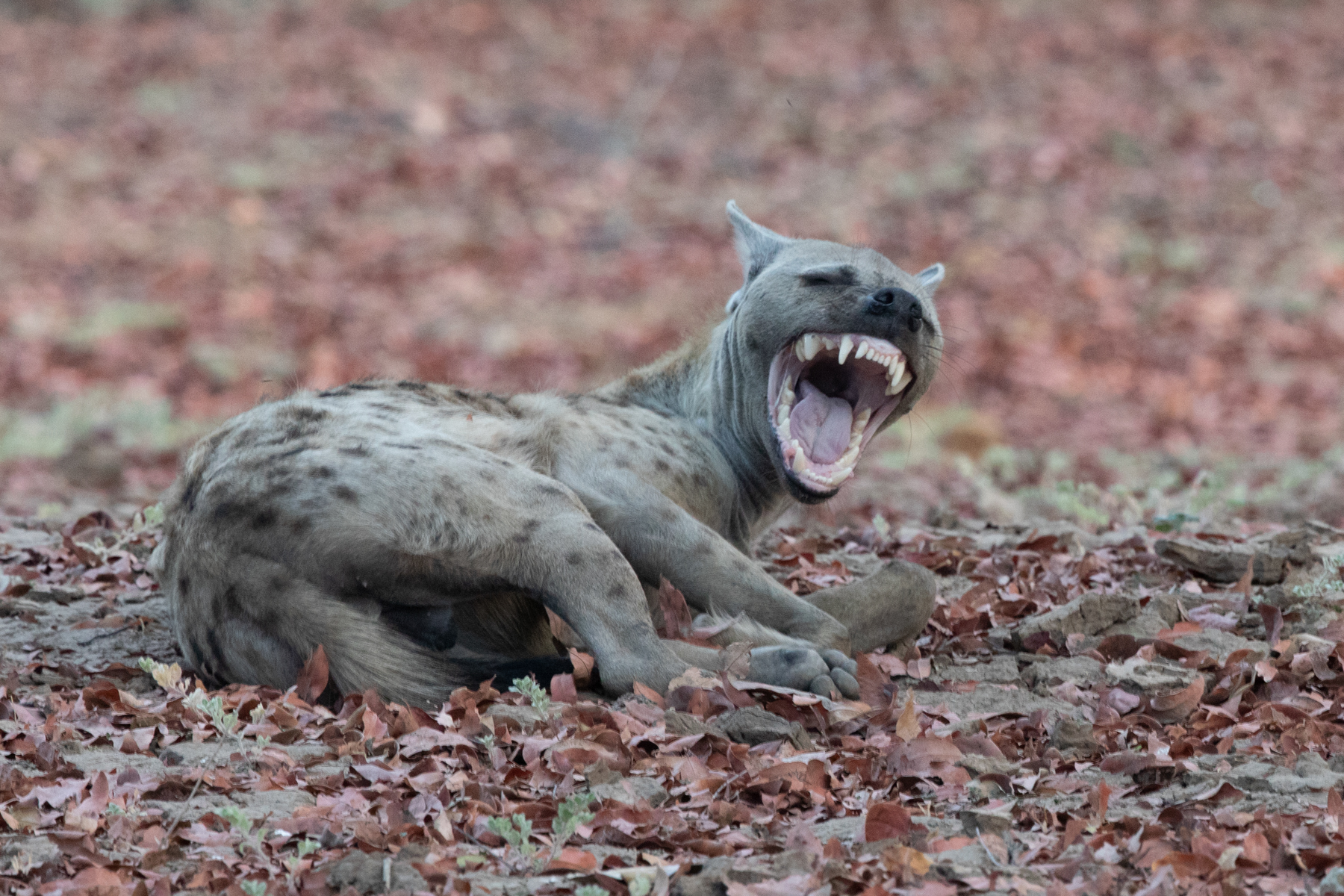 Wild Images Photography Tours | South Luangwa Photography Tour - Wild ...