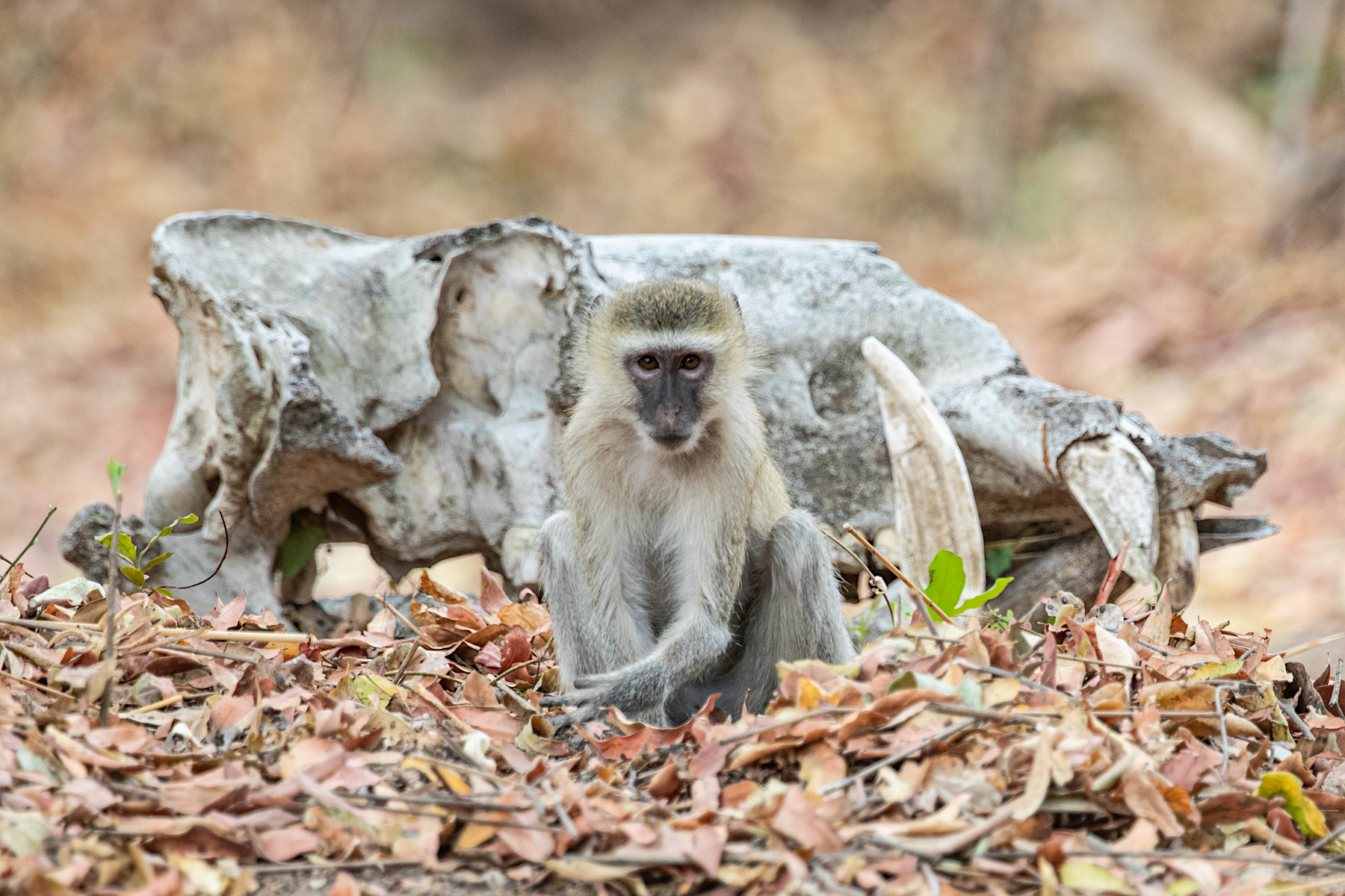 Wild Images Photography Tours | South Luangwa Photography Tour - Wild ...