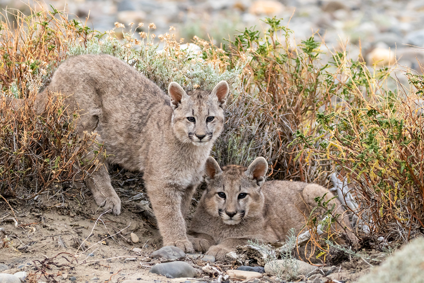 In Your Eyes - Interview with Jenny Tovey - Walking with Pumas April ...