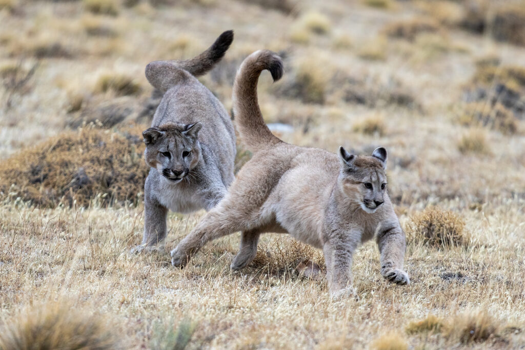 In Your Eyes - Interview with Jenny Tovey - Walking with Pumas April ...