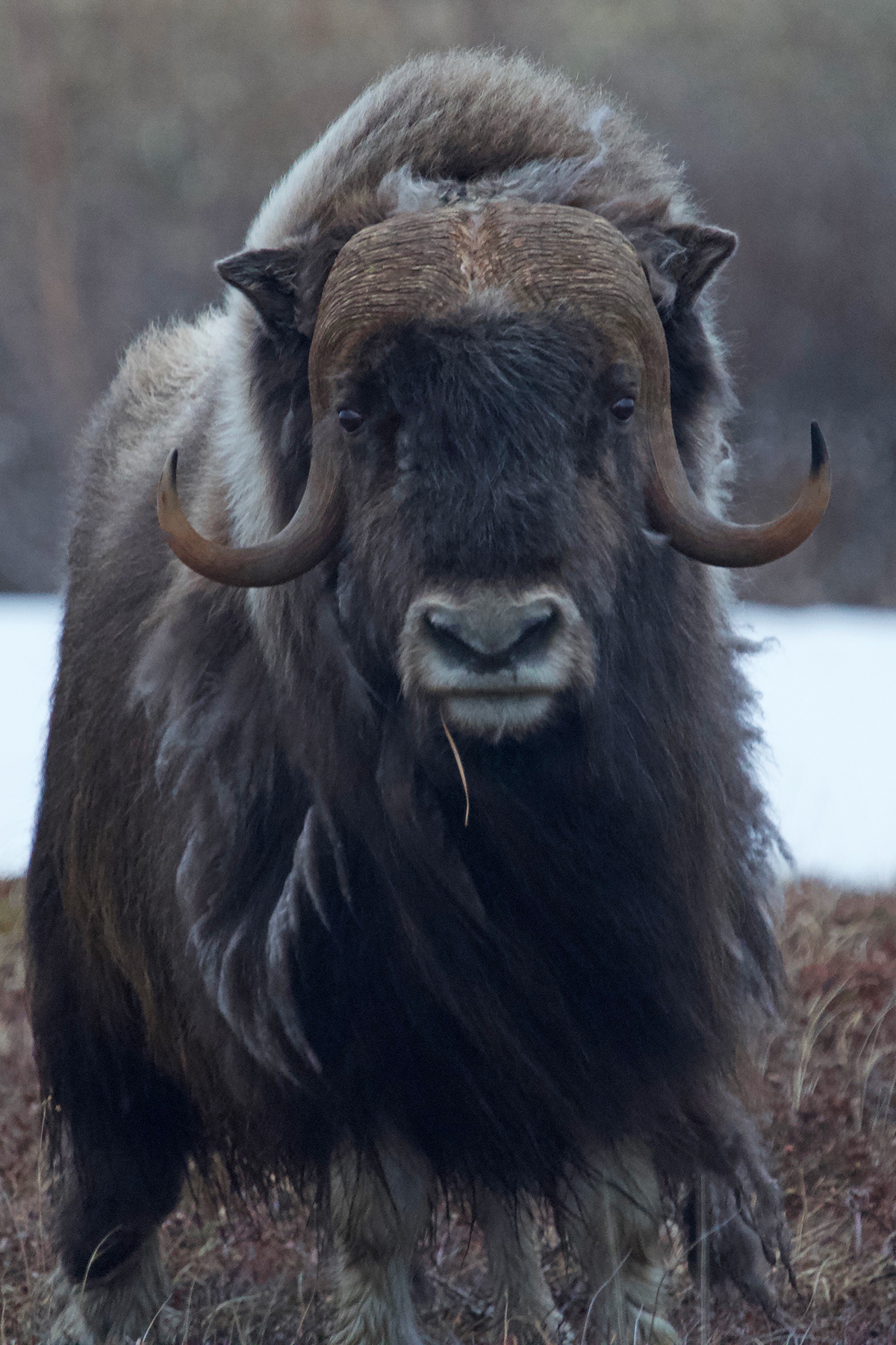 In Your Eyes - Interview with Joseph Priniotakis - Alaska 2023 - Wild ...