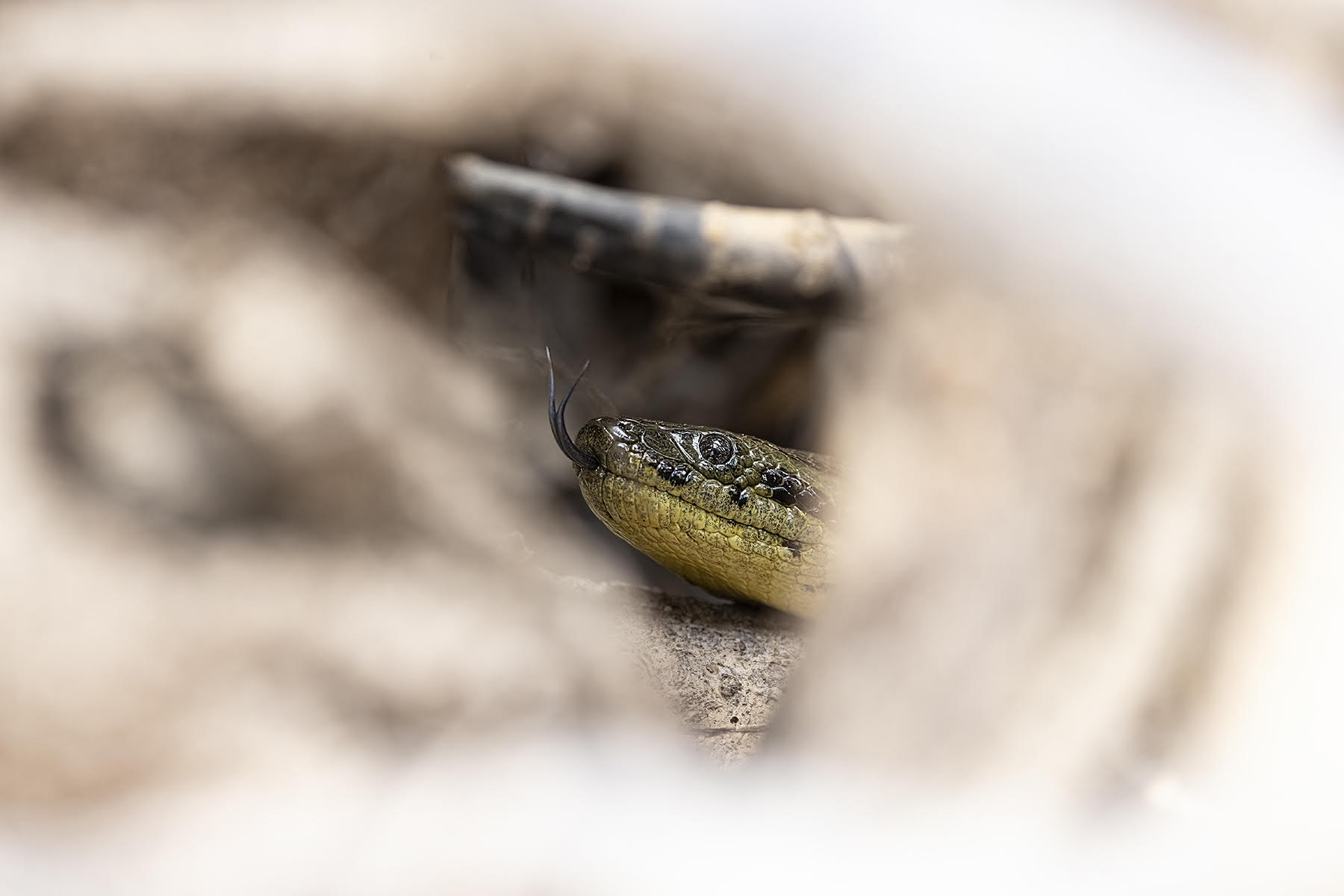 In Your Eyes - Interview with KC Jain - Brazil's Pantanal, Jaguars & so ...