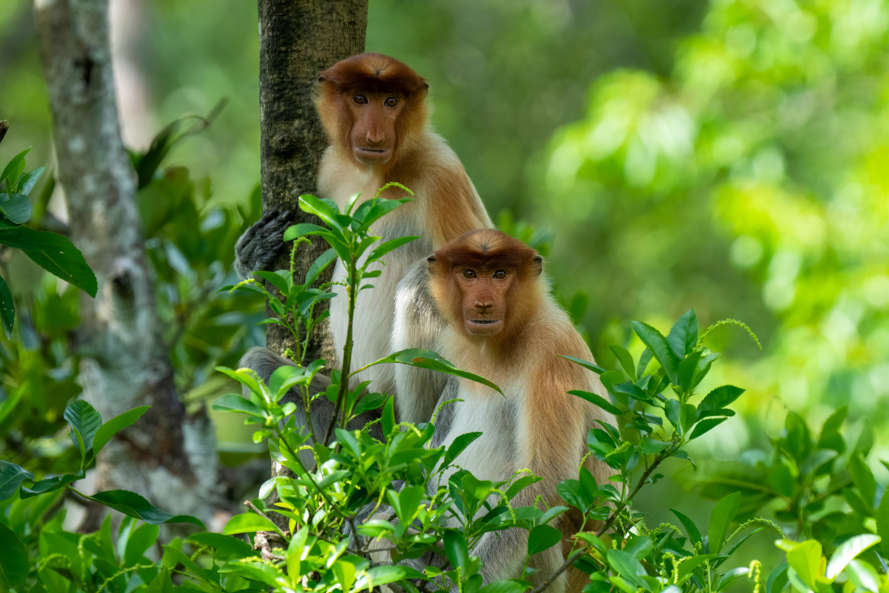 orangutan-photography-tour-indonesia