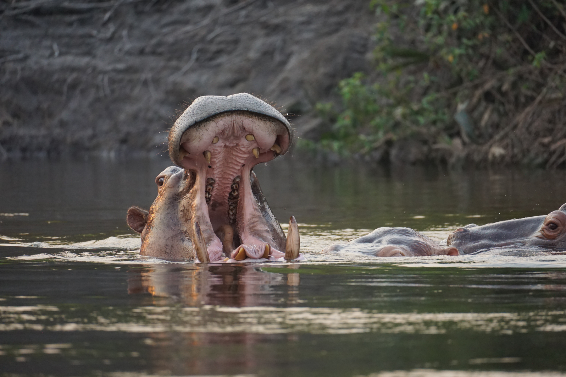 Congo rainforest expedition - wildlife - tribes